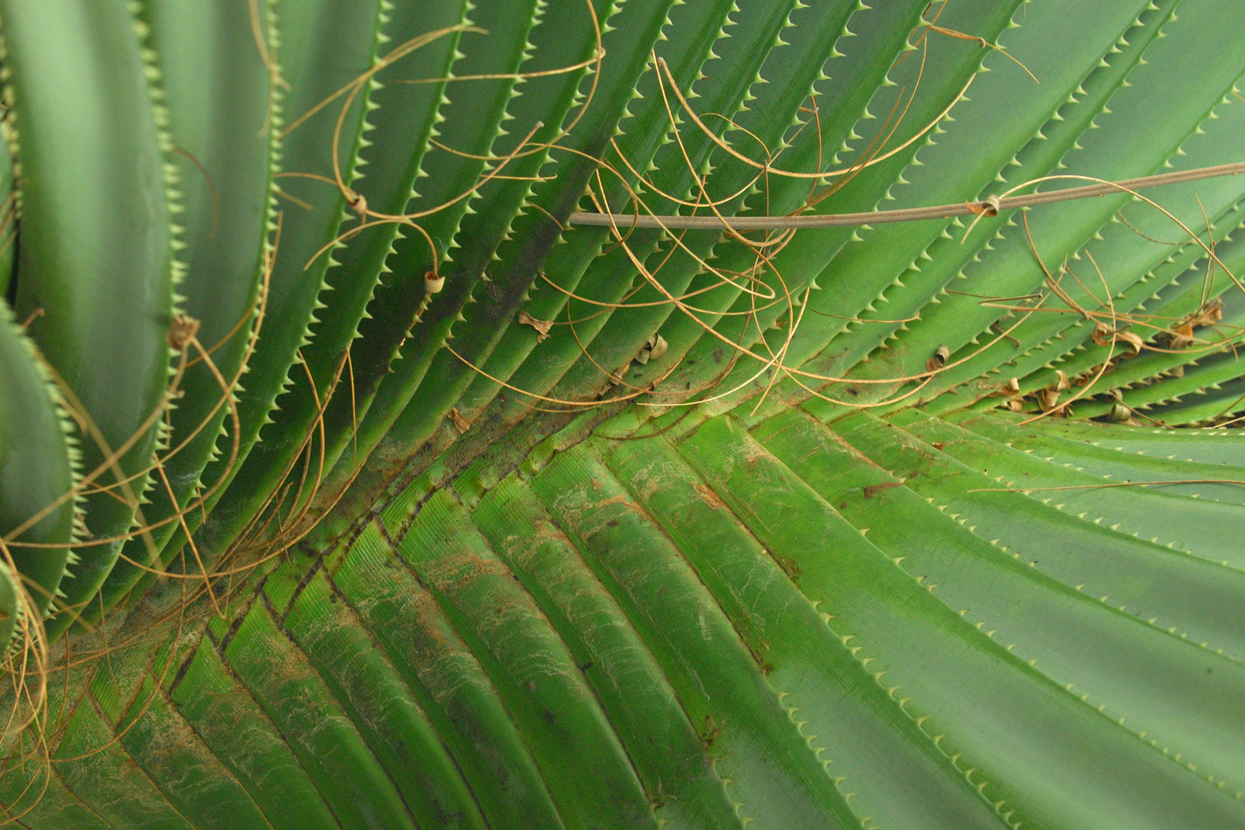 Palme