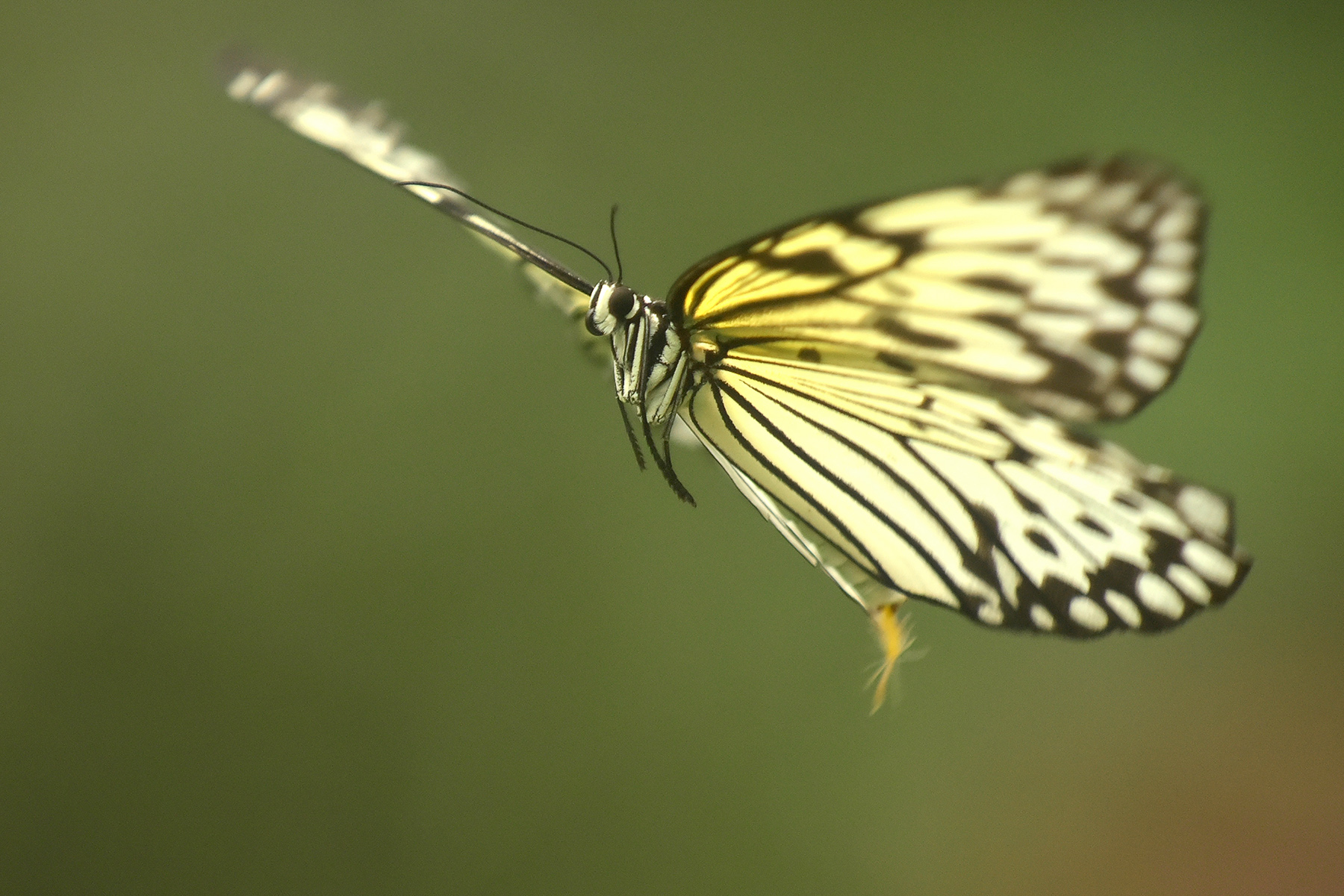 Fliegender Schmetterling